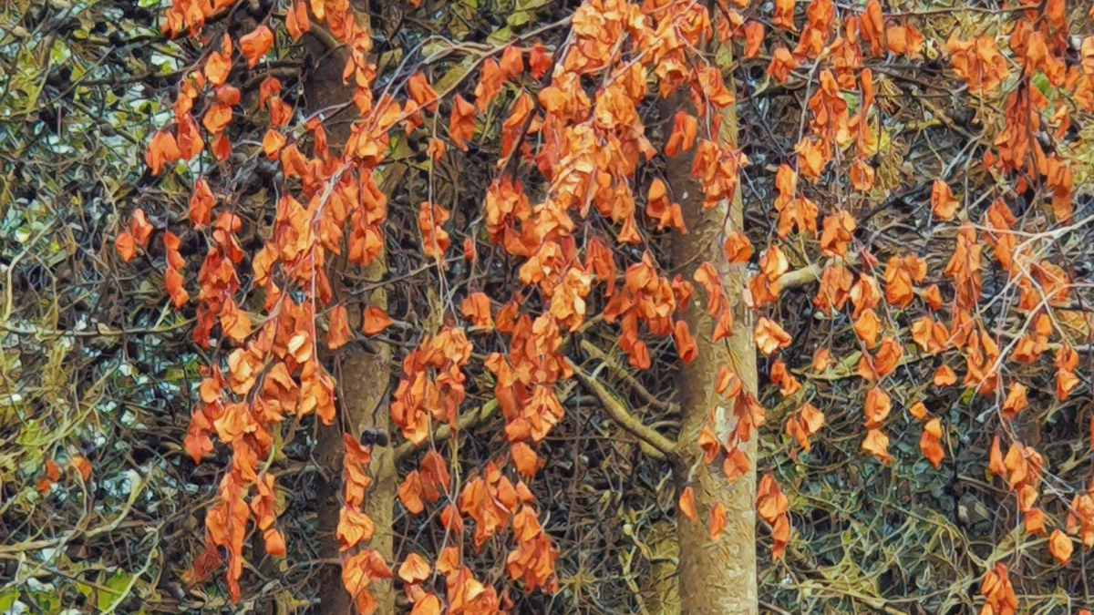 Haiku for Autumn – Paul Writes Poems